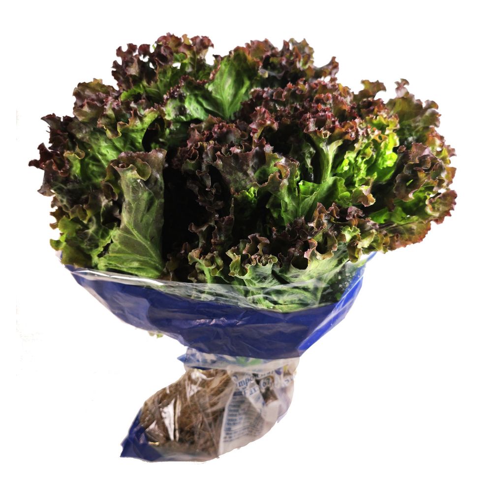 Alface Roxa Aguena Maço - comper